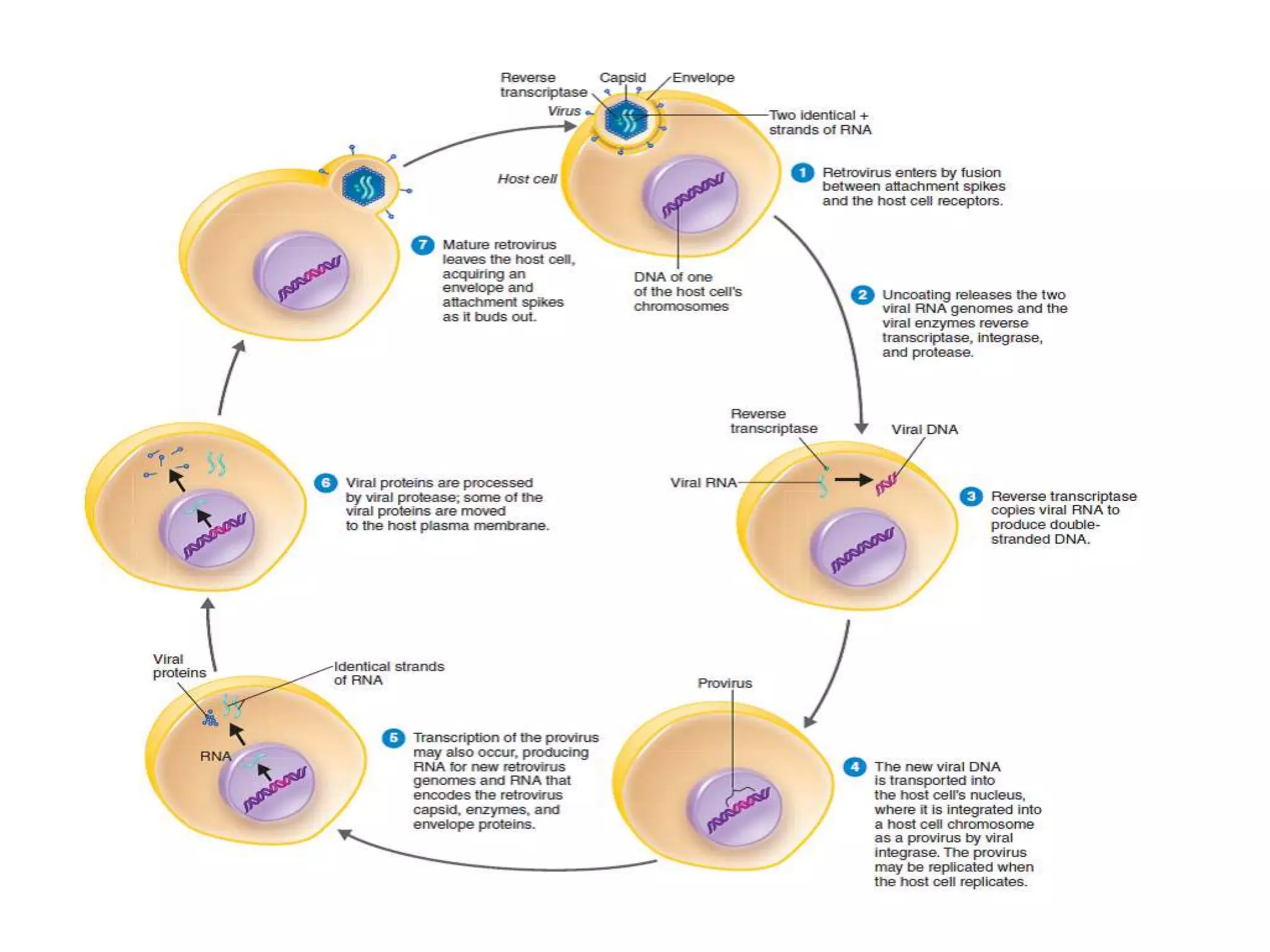 Antimicrobial drugs & mechanism of action | PPTX