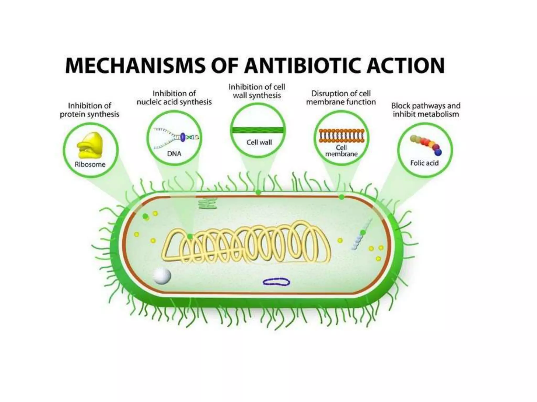 Antimicrobial drugs & mechanism of action | PPTX