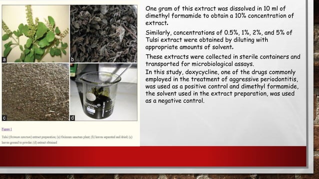 Antimicrobial efficacy of tulsi leaf extract on periodontal | PPT