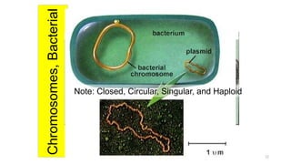 Antimicrobial resistant and its mechanisms in bacteria | PPT