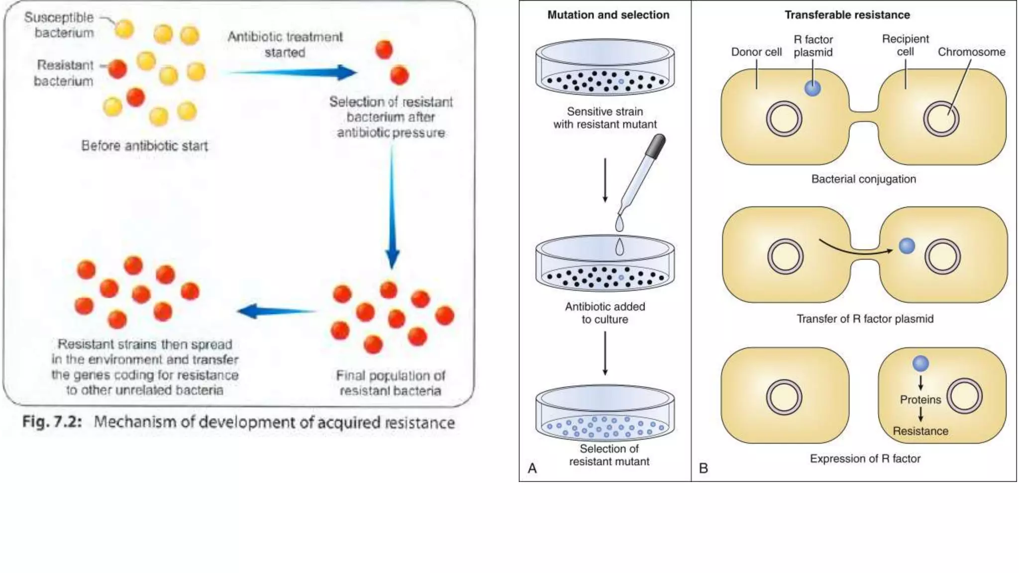 Antimicrobial resistance in bacteria | PPTX