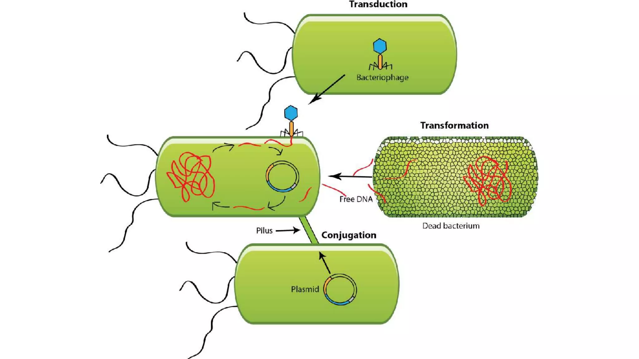 Antimicrobial resistance in bacteria | PPTX