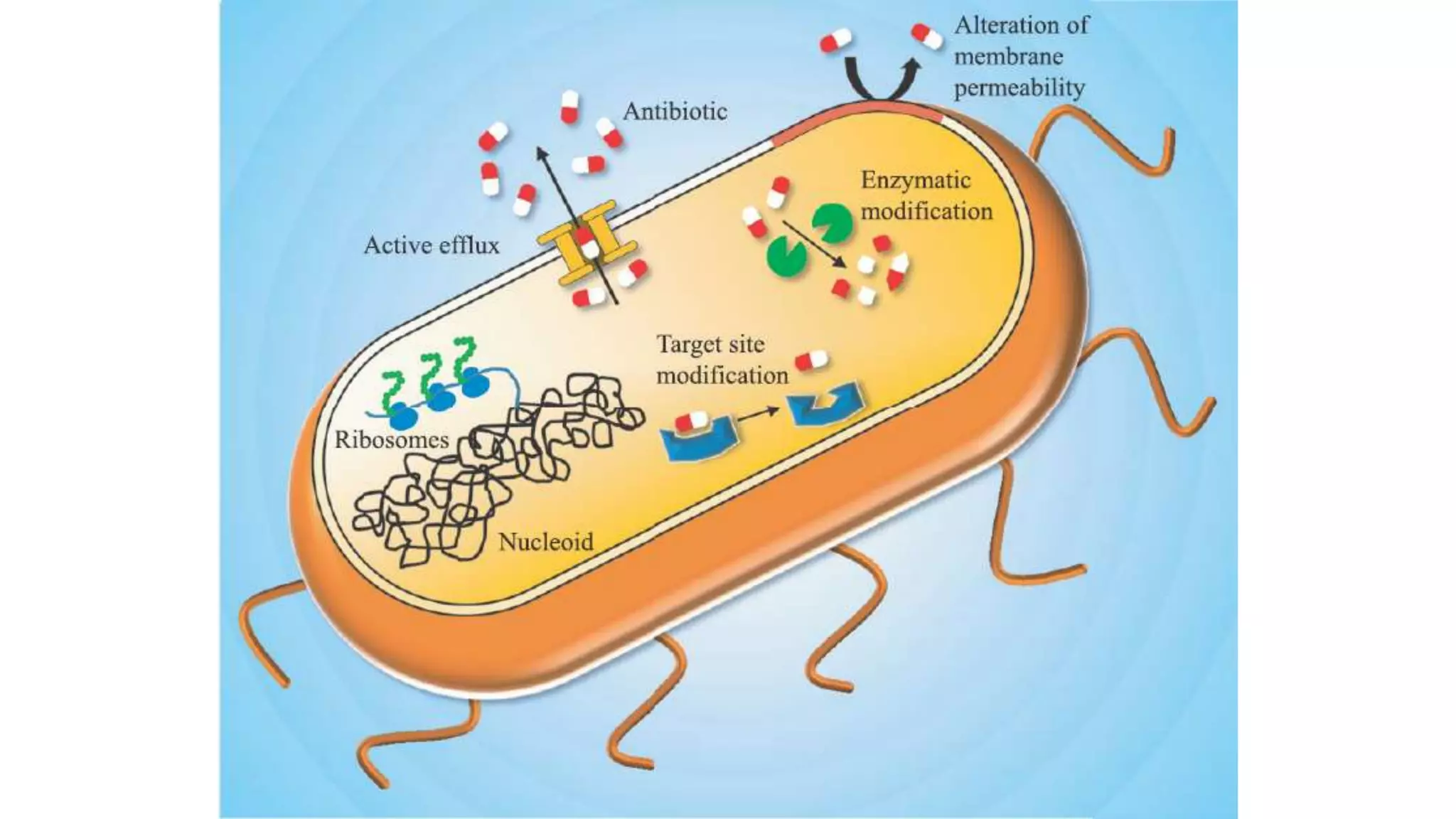 Antimicrobial resistance in bacteria | PPTX
