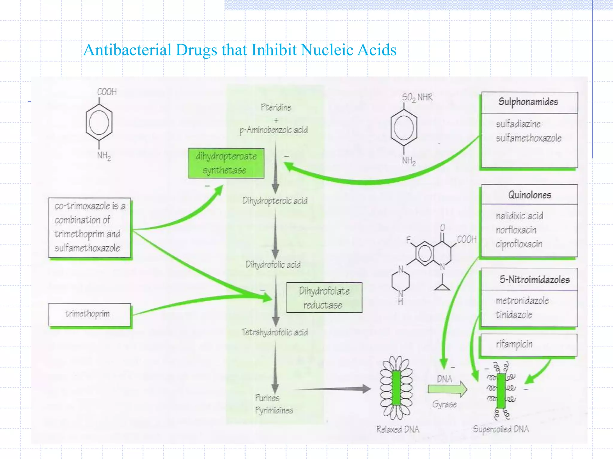 Basics of Antimicrobial Drugs | PPTX