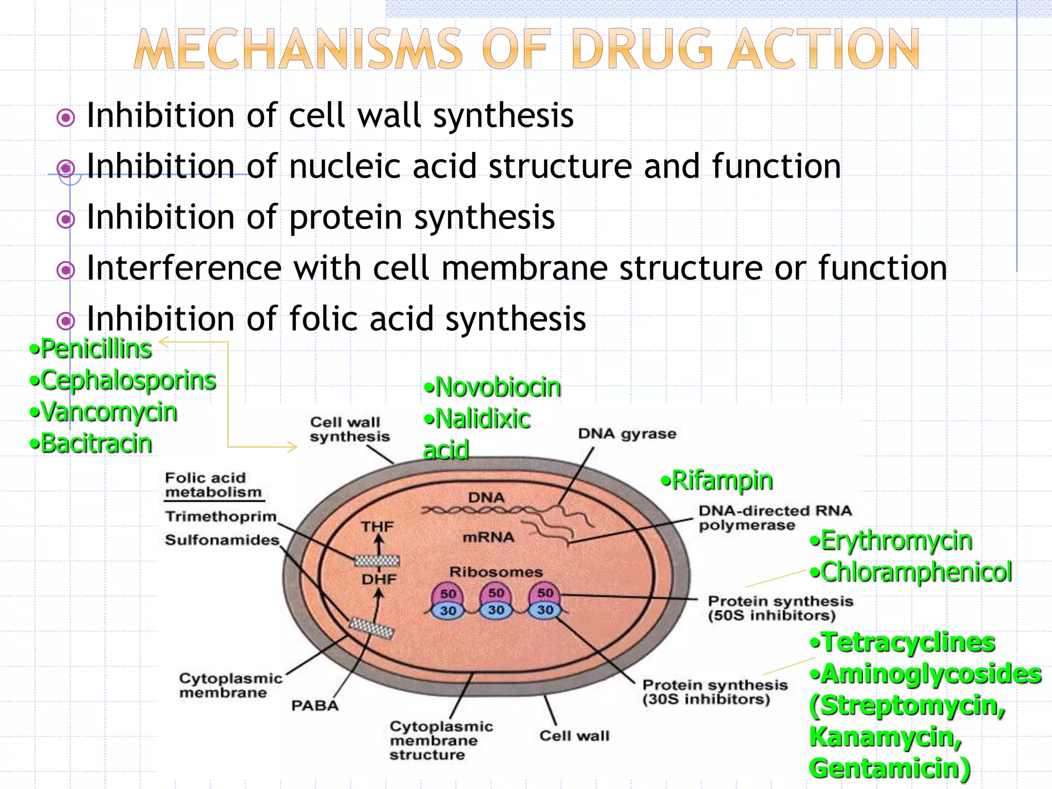 Basics of Antimicrobial Drugs | PPT