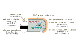 Antimicrobials and Analgesics used in Pediatric Dentistry.pptx