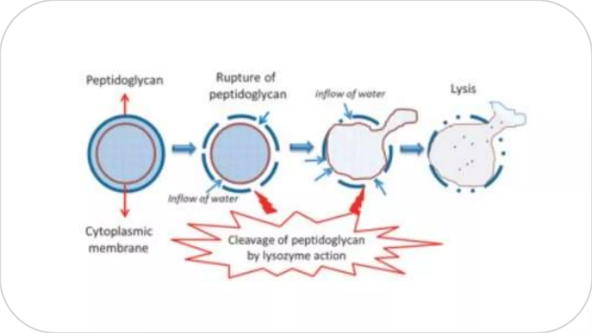 Antimicrobial substances in milk | PPTX