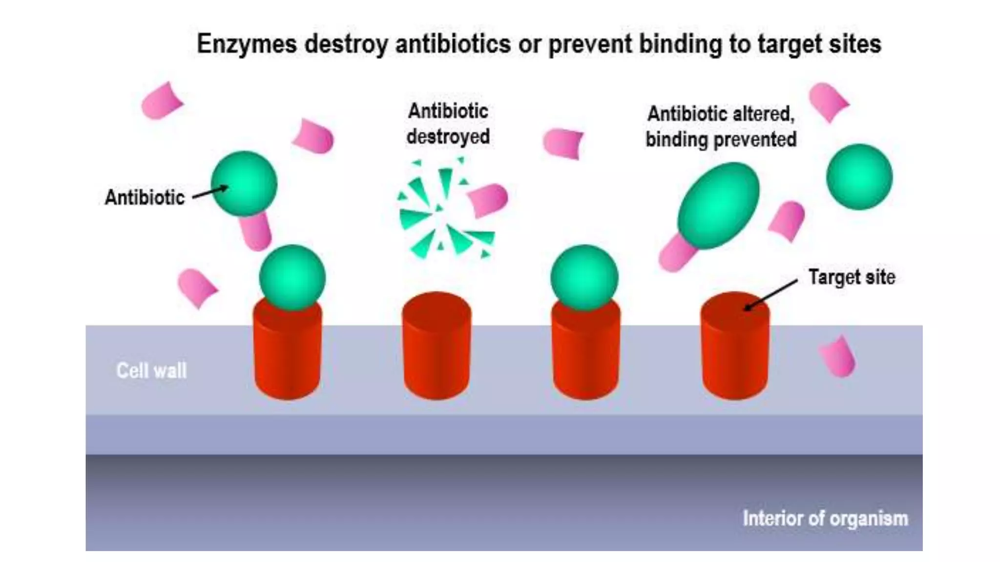 Antimicrobial resistance mechanism | PPTX