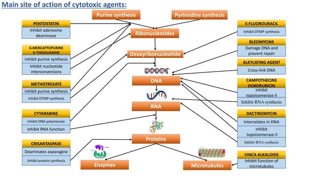 Antineoplastic Drugs.pptx