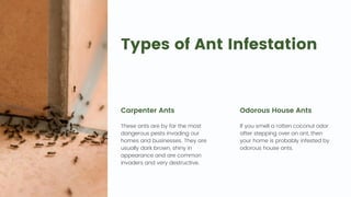 Ant infestations | PPT