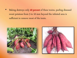 Antinutrients in tubers | PPTX