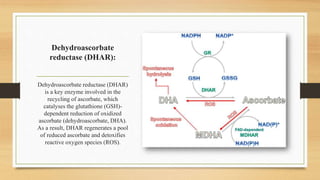 antioxidant enzymes. biochemistry botany biology | PPTX | Chemistry ...