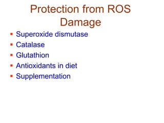 antioxidants.ppt