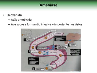 Antiparasitario.pptx