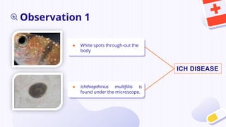 Antiparasitic Drug in Fishes.pptx