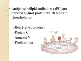 Antiphospholipid antibody Syndrome (APS) by Sunil Kumar Daha | PPT