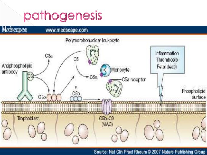 Antiphospholipid antibody syndrome
