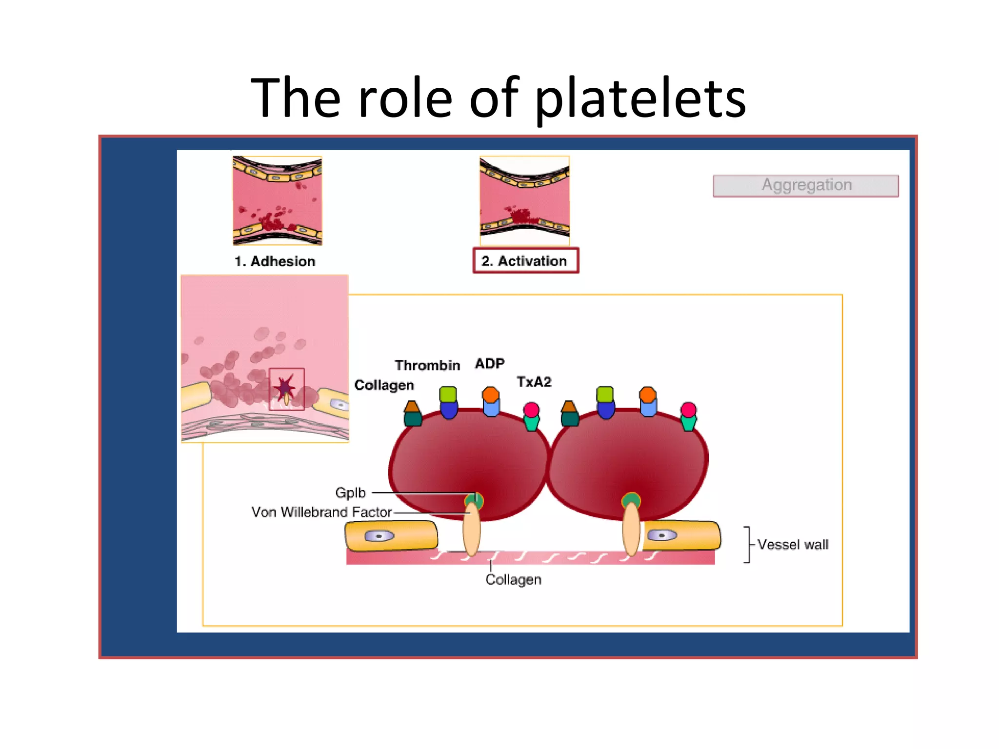 Antiplatelet drugs (antithrombotics) | PPT