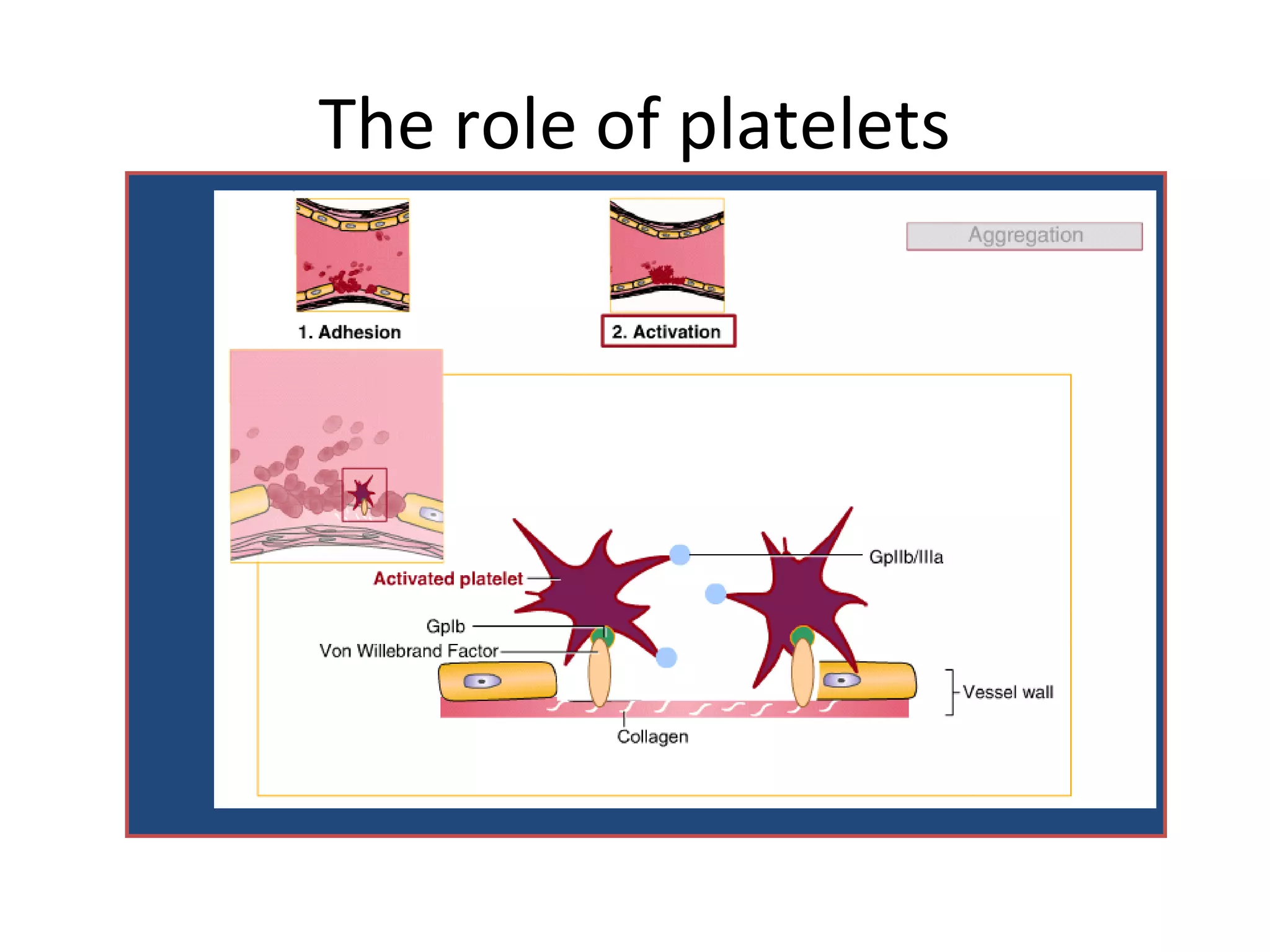 Antiplatelet drugs (antithrombotics) | PPT