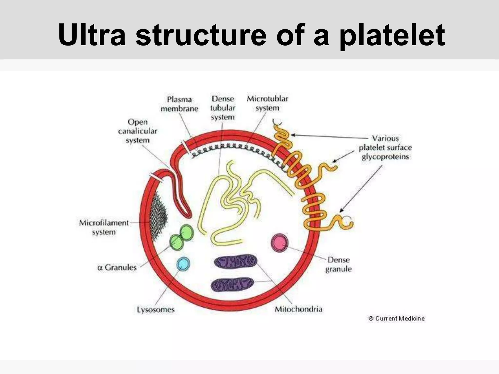 Antiplatelets | PPTX