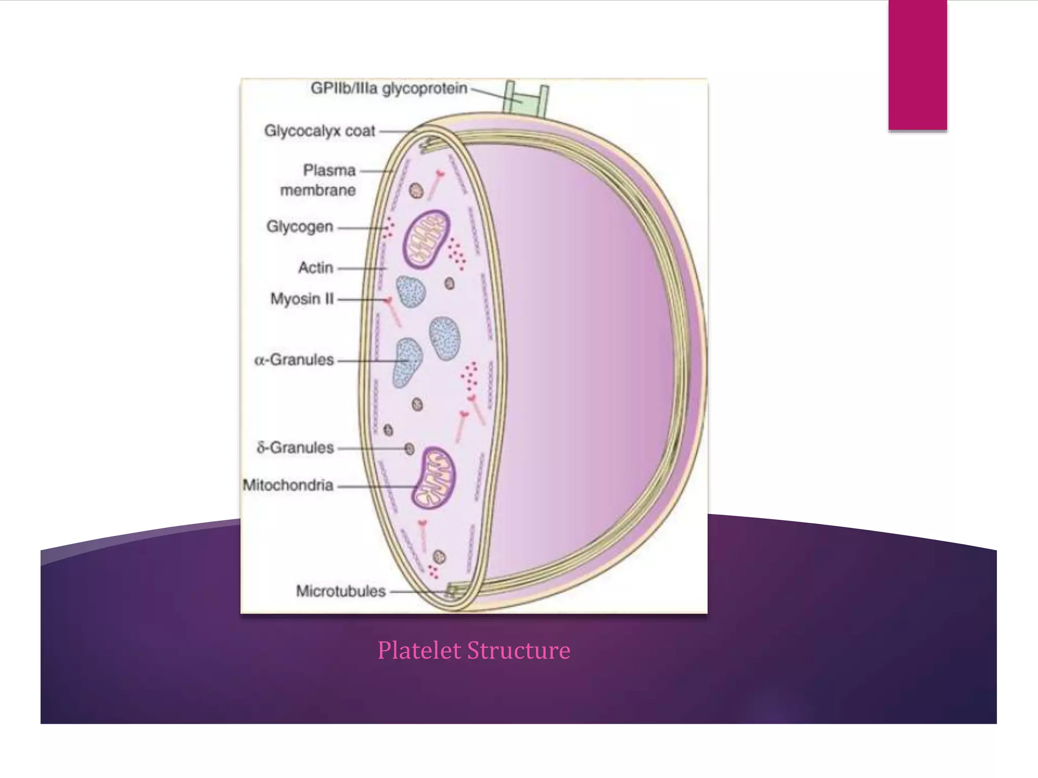 Anti platelets | PPTX