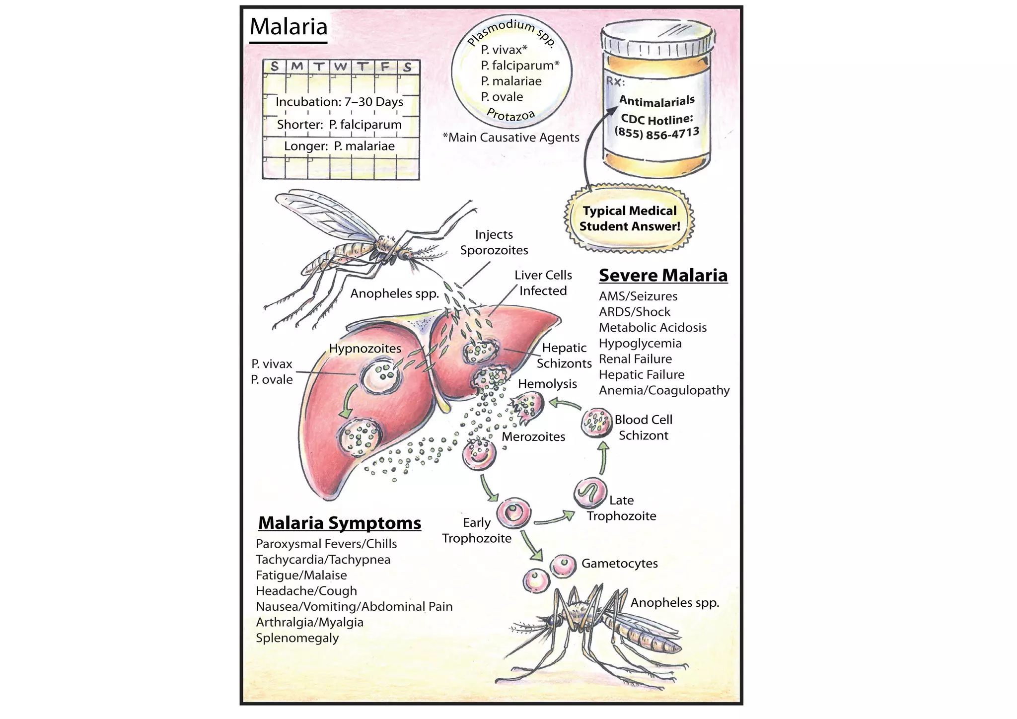 Drugs for Protozoal and Helminthic Infections | PDF