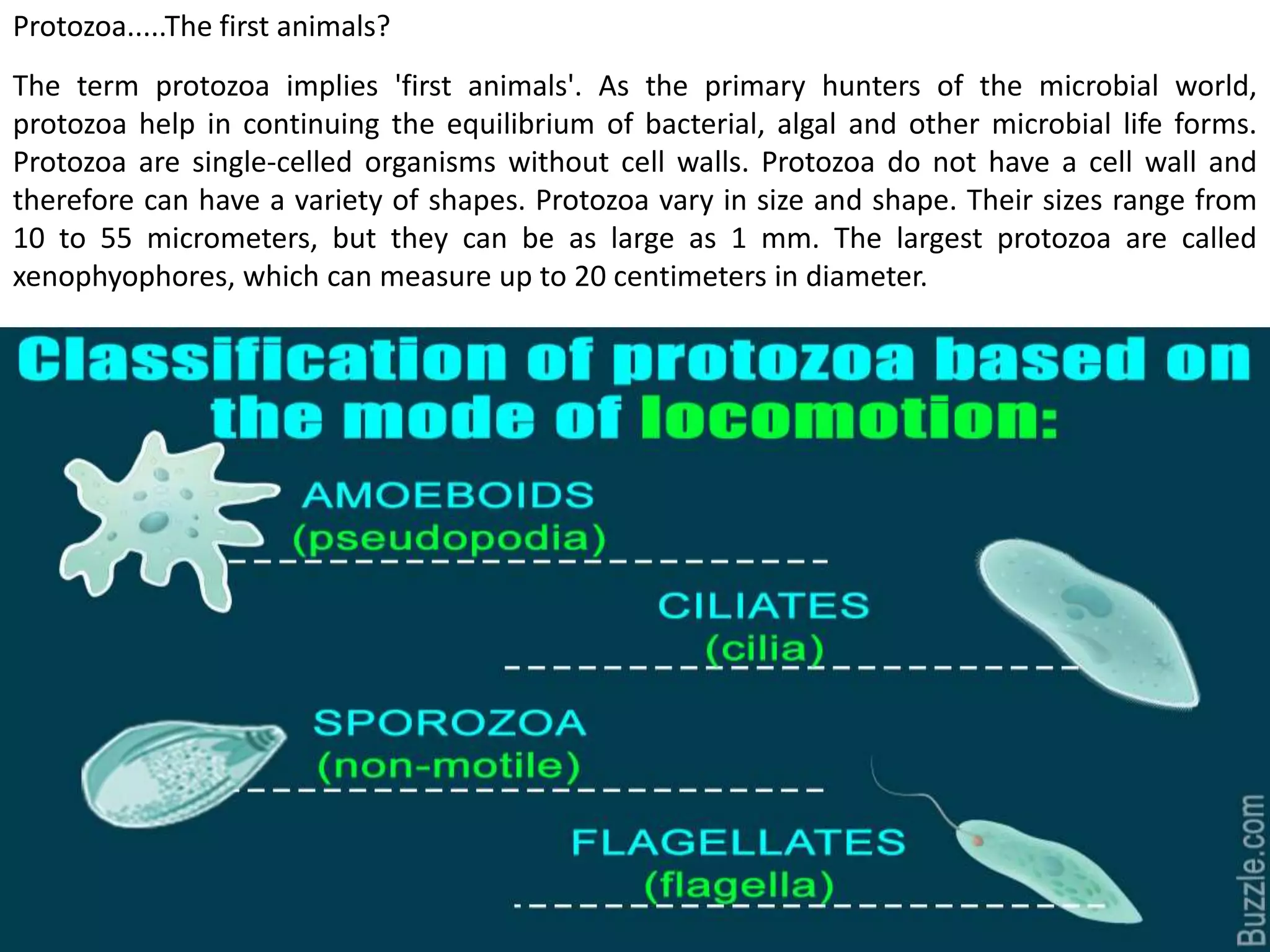 Protozoal infections and antiprotozoal drugs(therapy). | PPTX