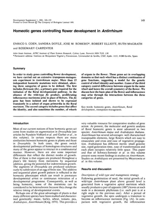 Antirhinum | PDF