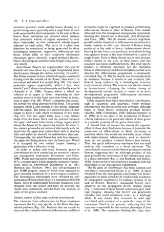 Antirhinum | PDF