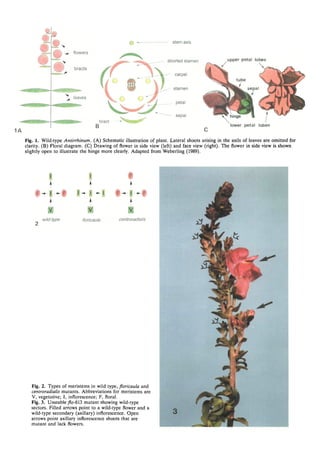 Antirhinum | PDF