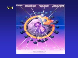 Antirretrovirales para el VIH-SIDA | PPT