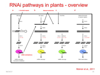 Antisense and rnai | PPT
