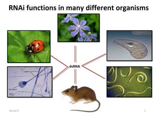 Antisense and rnai | PPT