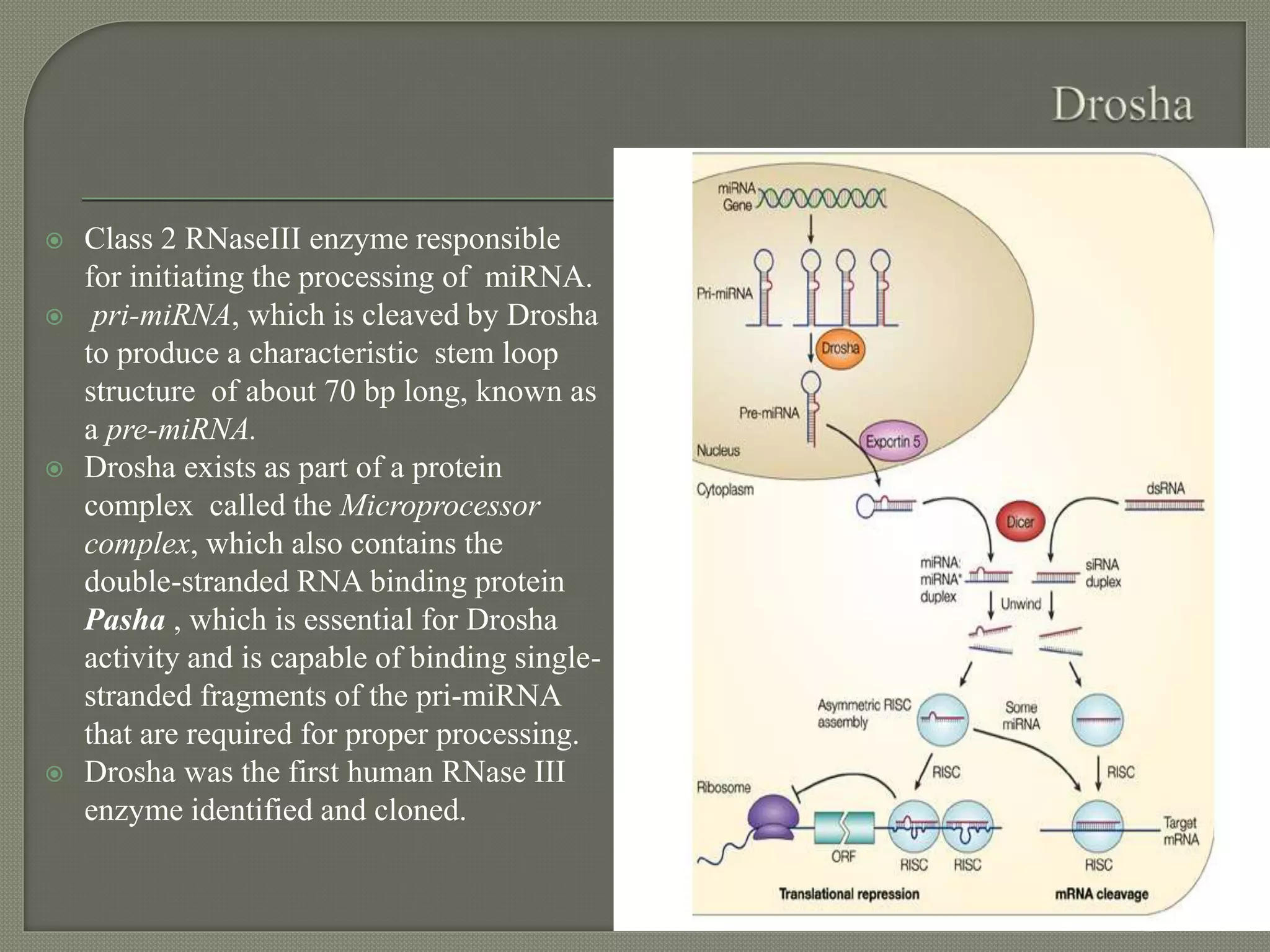 Antisense and RNAi | PPTX