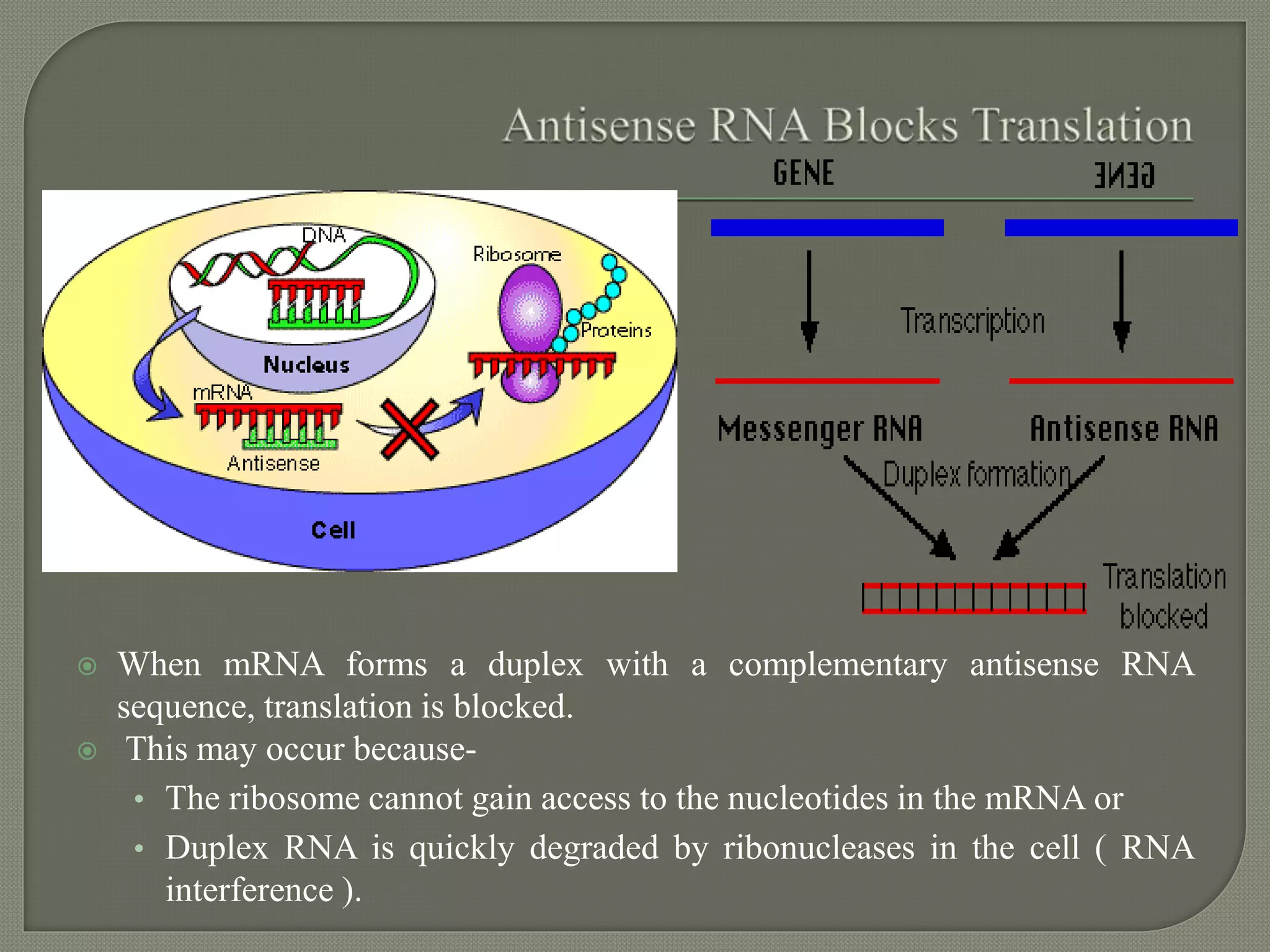 Antisense and RNAi | PPTX