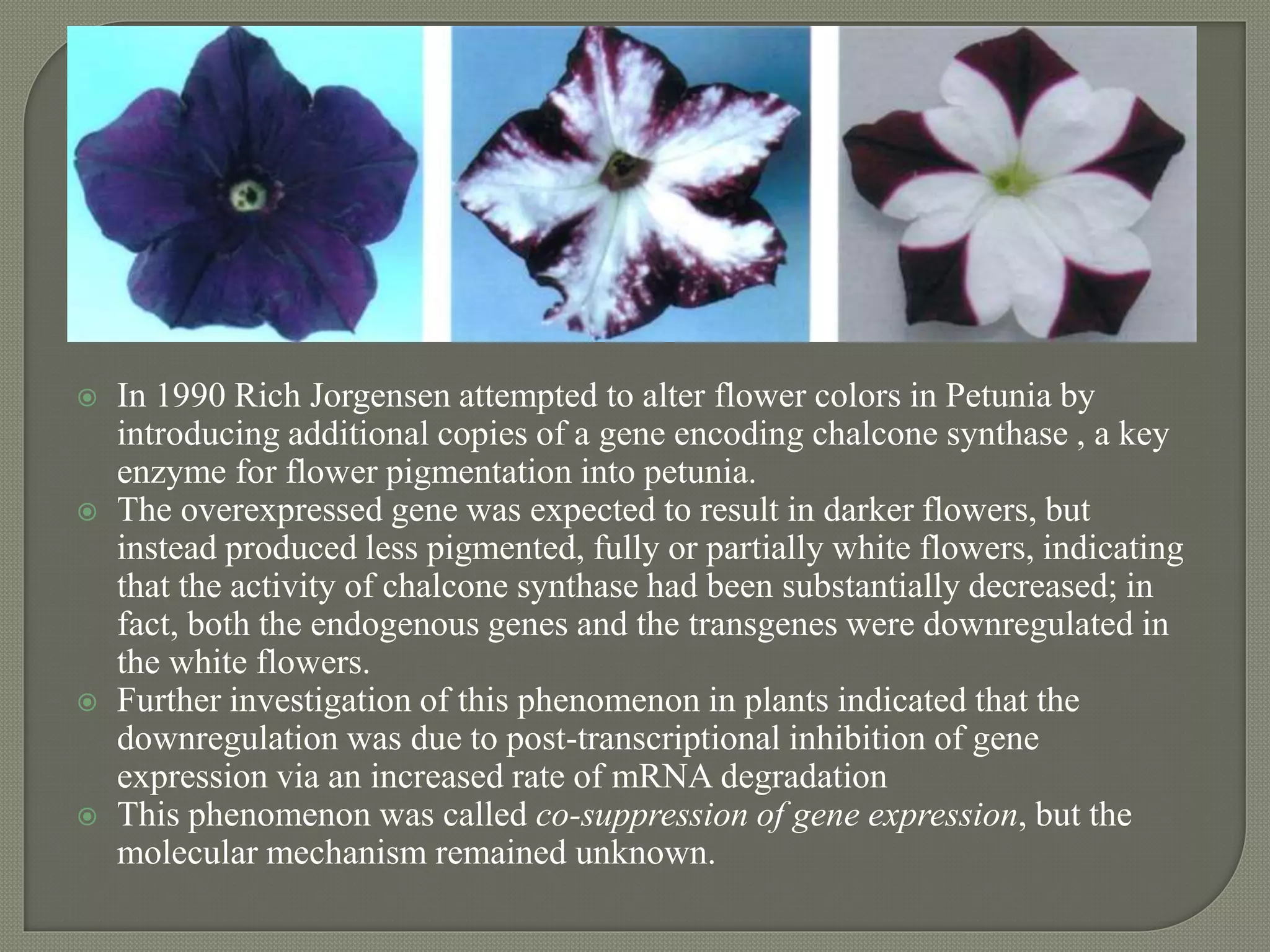 Antisense and RNAi | PPTX