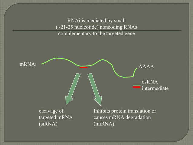 Antisense and RNAi | PPTX | Genetics | Science