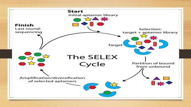 ANTISENSE MOLECULES AND APTAMERS AS DRUGS OF FUTURE.pptx