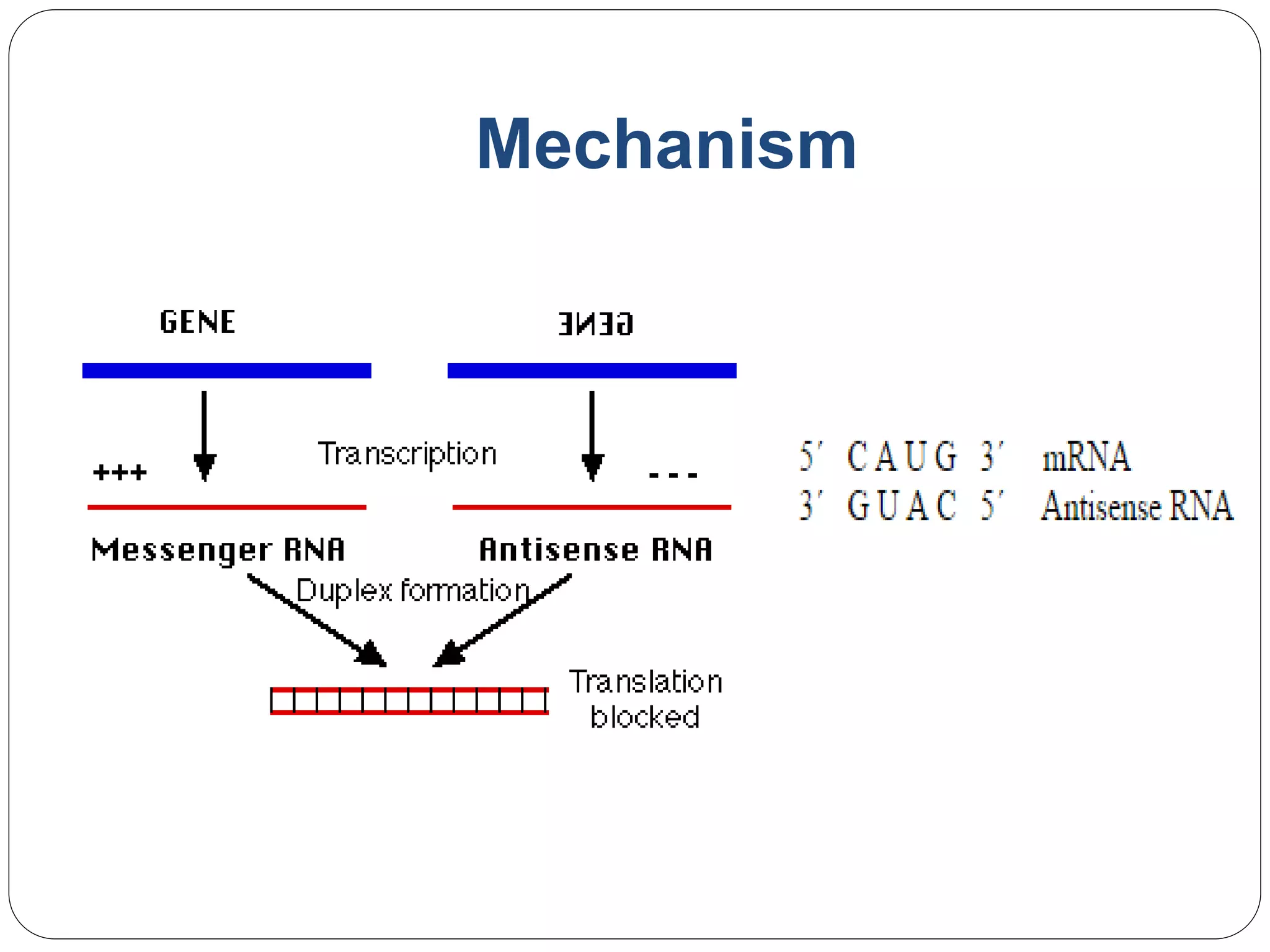 Antisense Rna | PPT