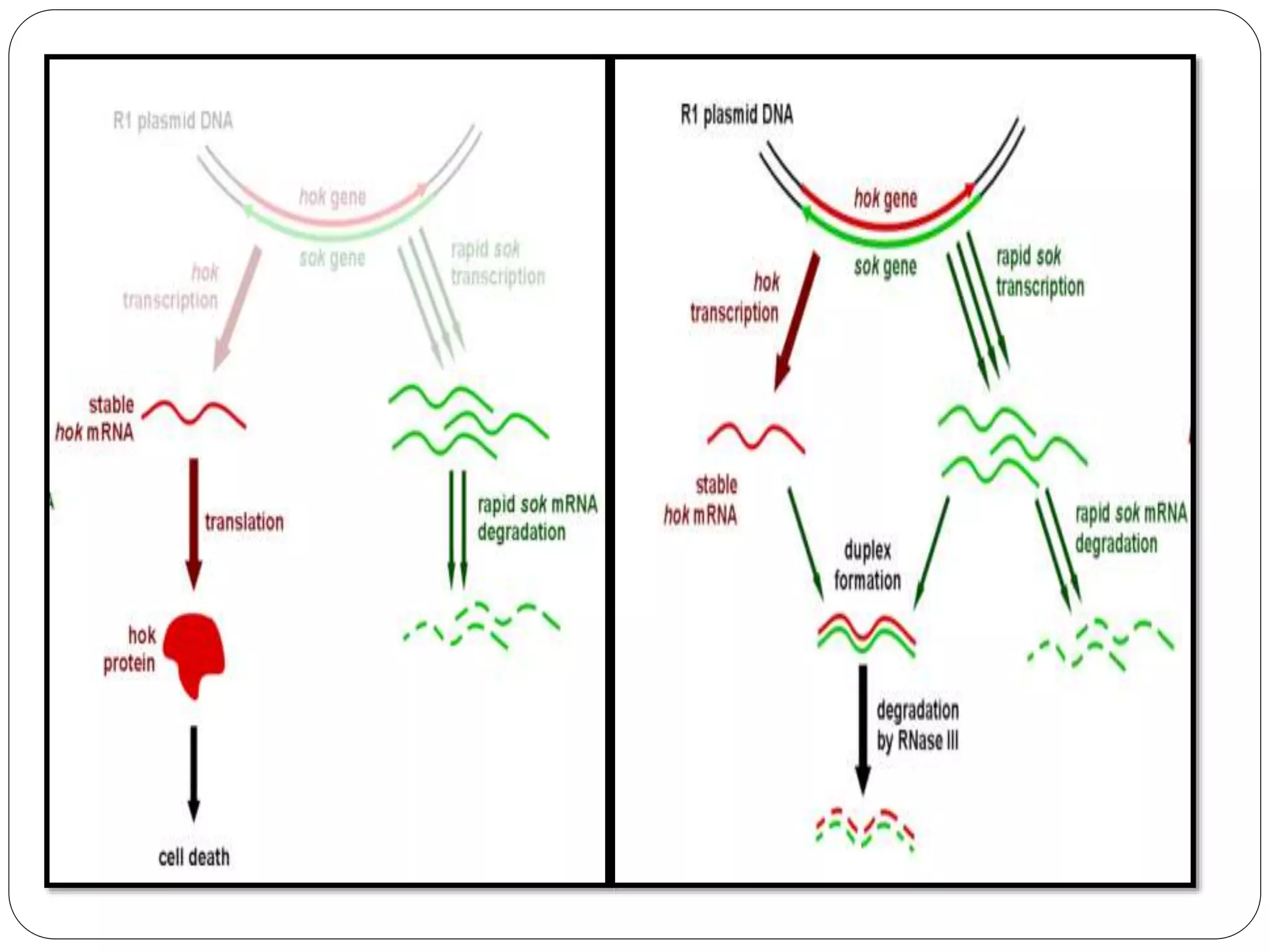 Antisense Rna | PPTX