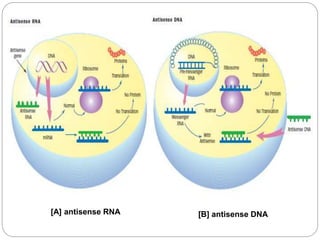 Antisense Rna | PPT