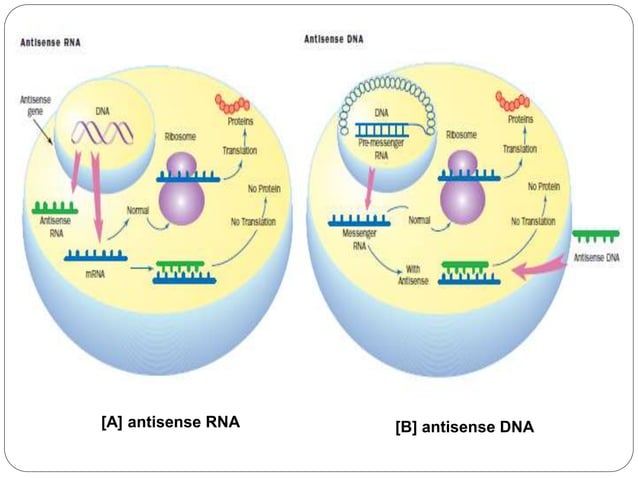 Antisense Rna | PPT