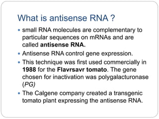 Antisense Rna | PPT