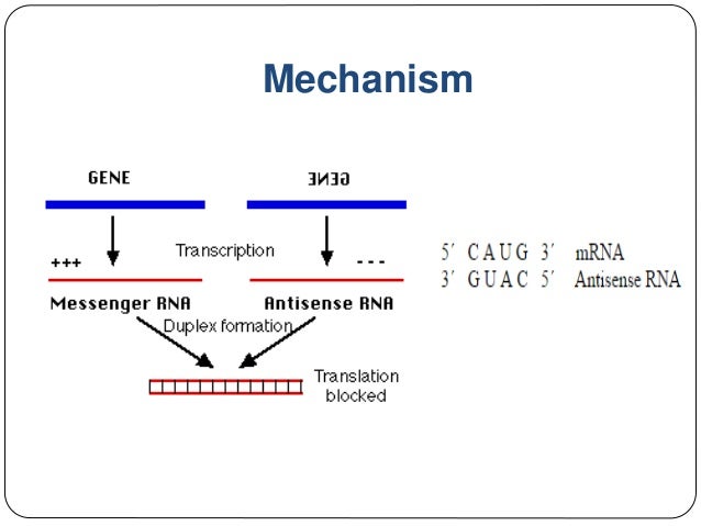 Antisense Rna