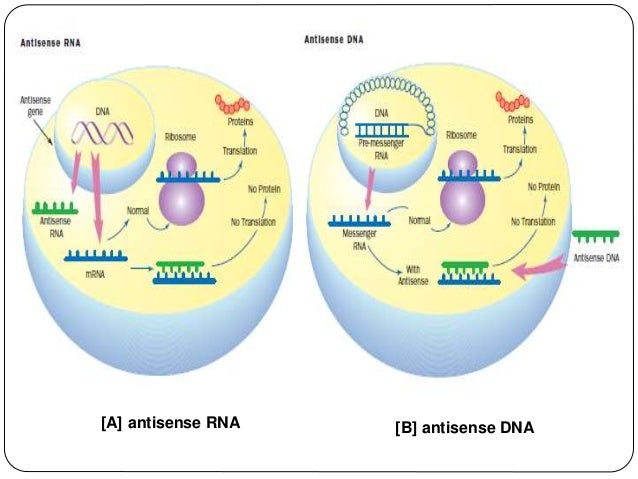 Antisense Rna