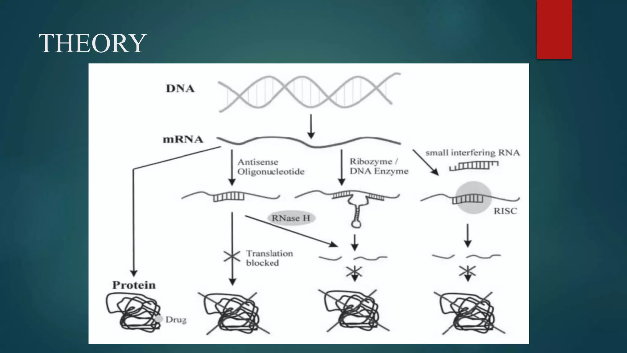Antisense rna | PPTX | Genetics | Science