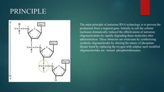 Antisense rna | PPTX | Genetics | Science