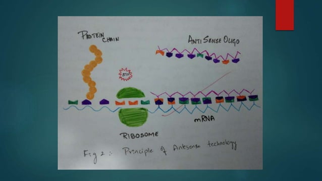 Antisense rna | PPT