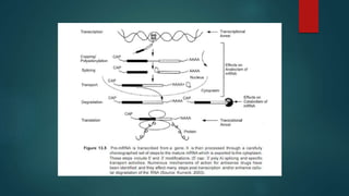 Antisense rna | PPTX | Genetics | Science