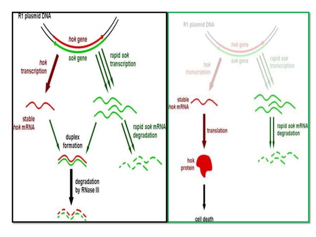 Antisense rna technology | PPTX | Chemistry | Science